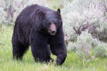 How Fast Can A Bear Run? – The Surprising Speeds Bears