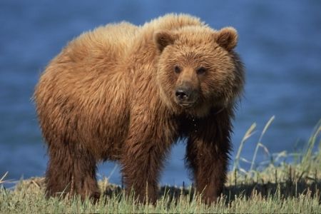 How Fast Can A Bear Run? – The Surprising Speeds Bears