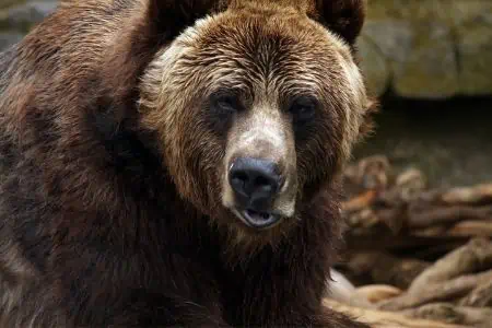 How Fast Can A Bear Run? – The Surprising Speeds Bears