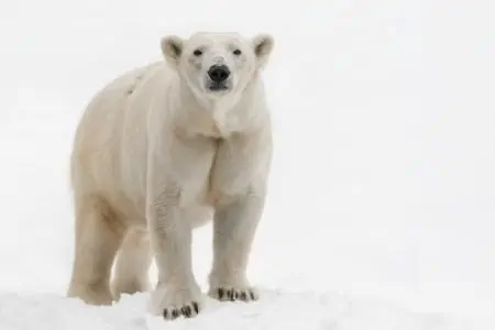 How Fast Can A Bear Run? – The Surprising Speeds Bears