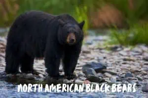 How Fast Can A Bear Run? – The Surprising Speeds Bears