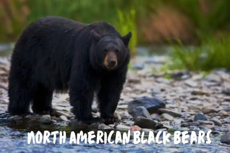 How Fast Can A Bear Run? – The Surprising Speeds Bears