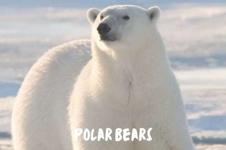 How Fast Can A Bear Run? – The Surprising Speeds Bears