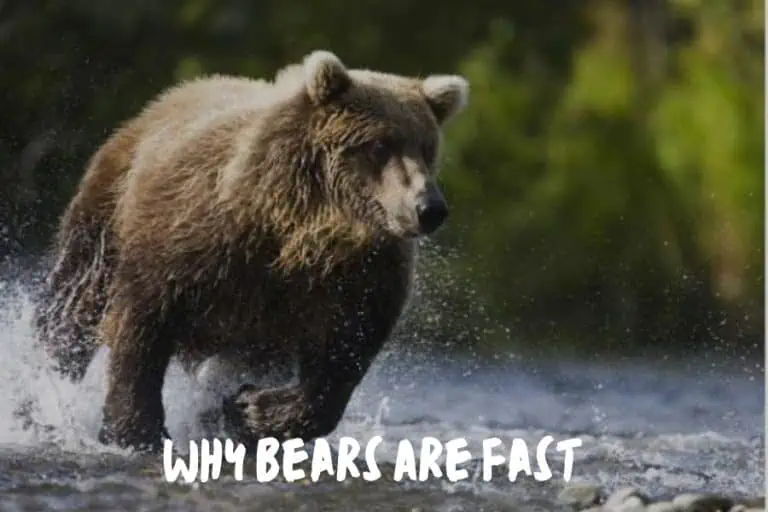 How Fast Can A Bear Run? – The Surprising Speeds Bears