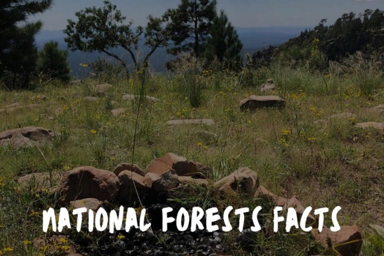 60+ Interesting and Fun Facts About Hiking